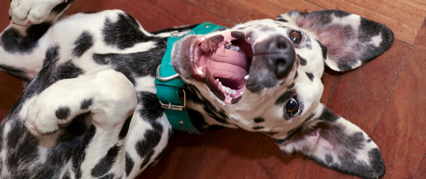 Lesson | Smrt English